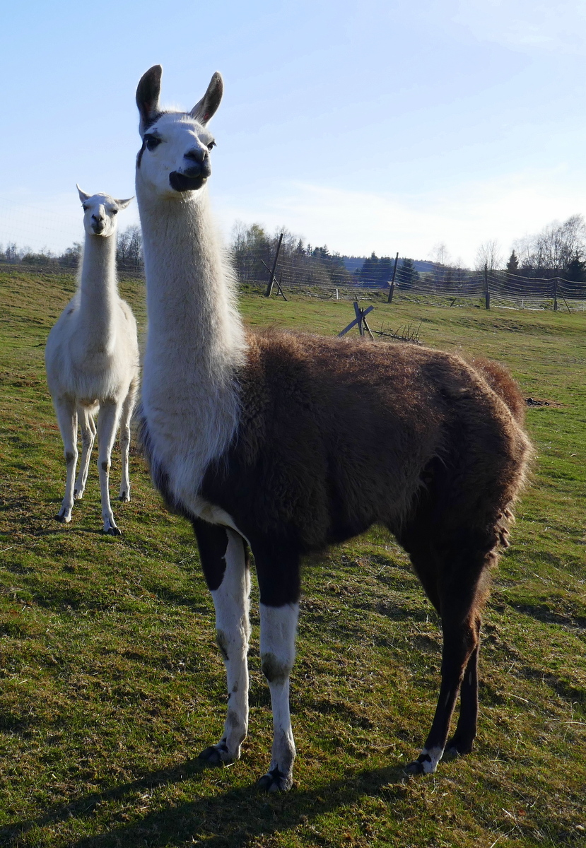 Lamahof "Kleiner Brocken"